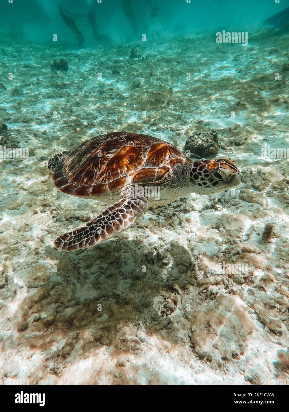 A vertical shot of a turtle with brown spots swimming underwater in the ...