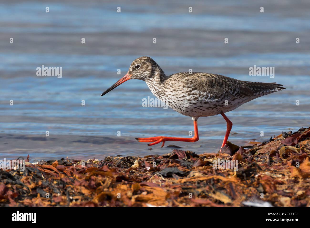 Rotschenkel, Tringa totanus, redshank, common redshank, Le Chevalier ...