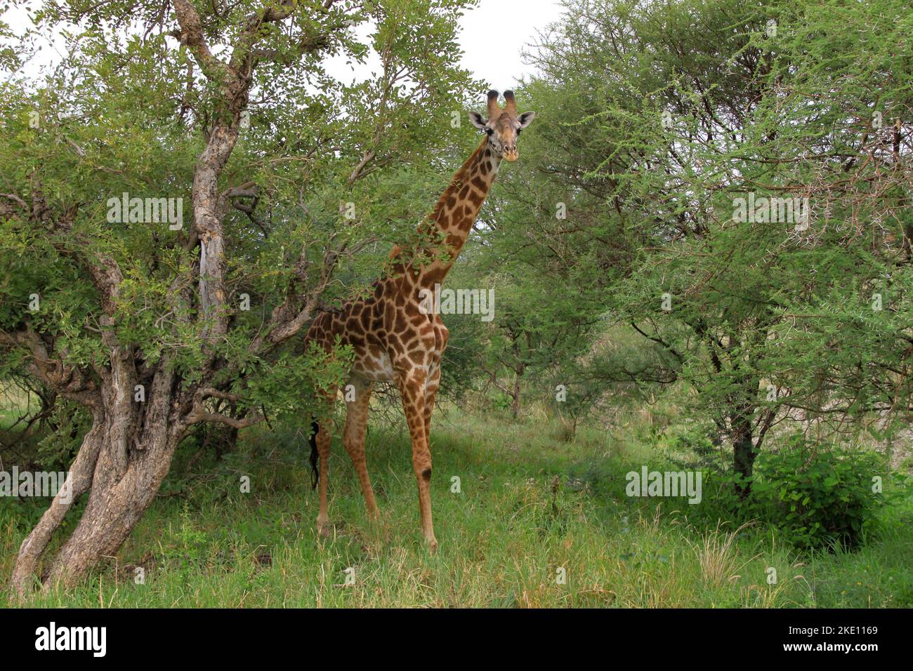 One giraffe from the front between bushes in Tarangire National Park ...