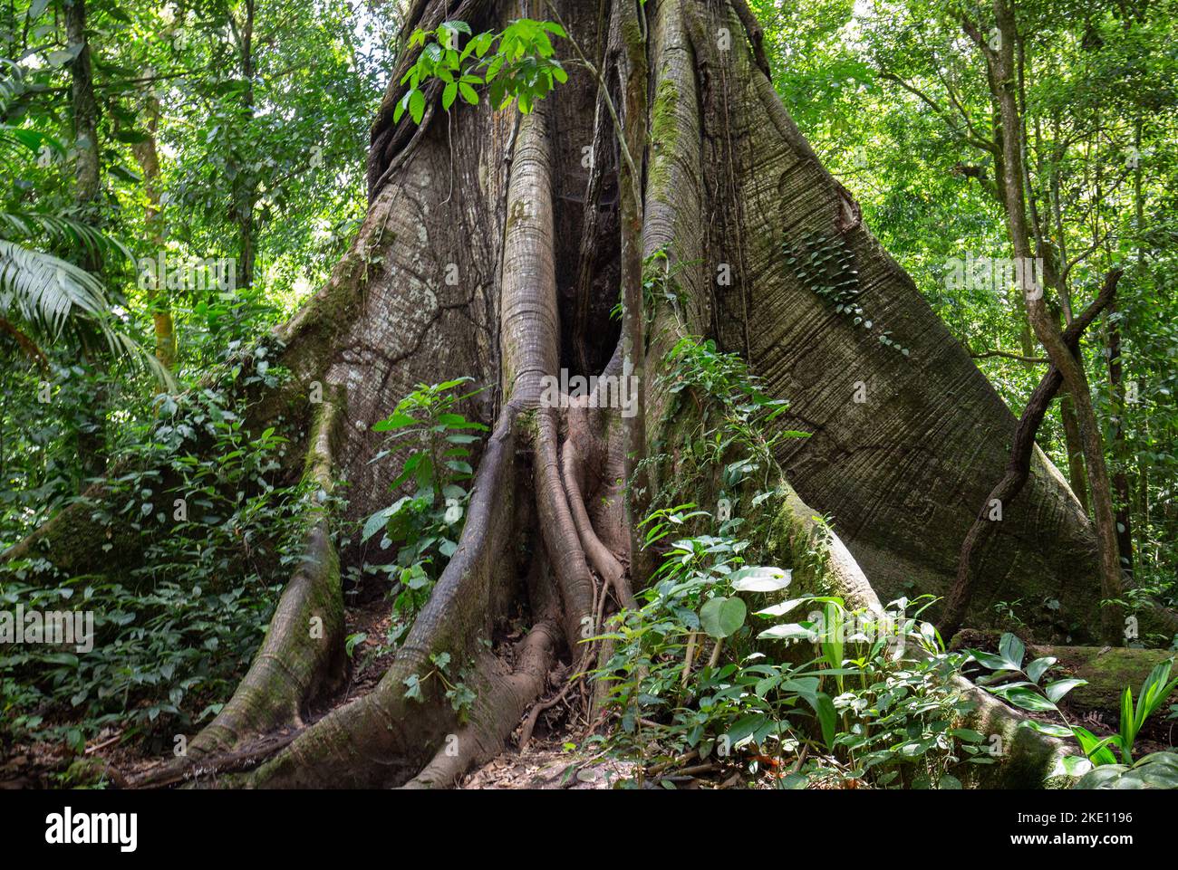 Strangler fig with big roots and climbing plant in the rainforest in ...