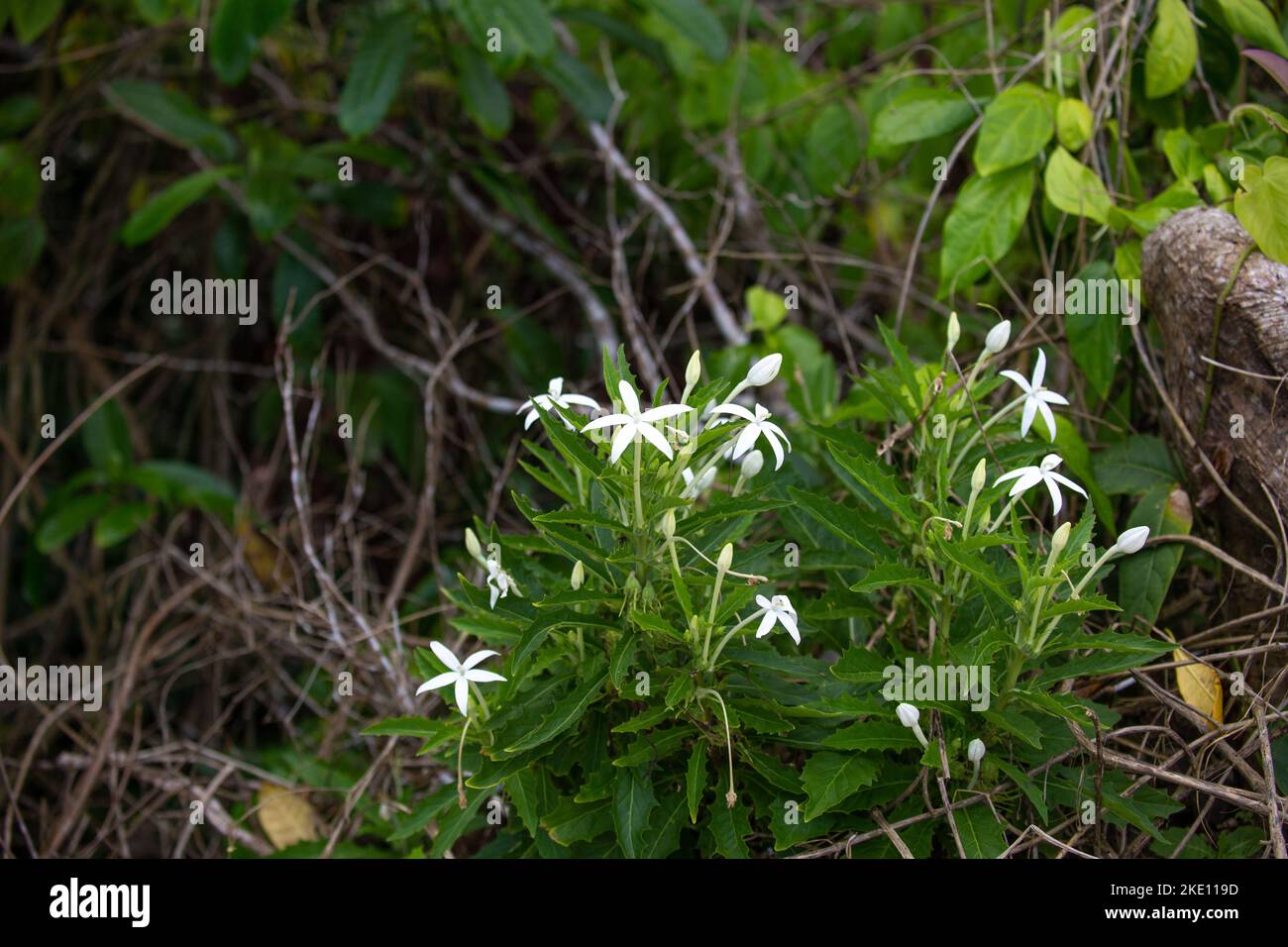 Star embedded flowers hi-res stock photography and images - Alamy