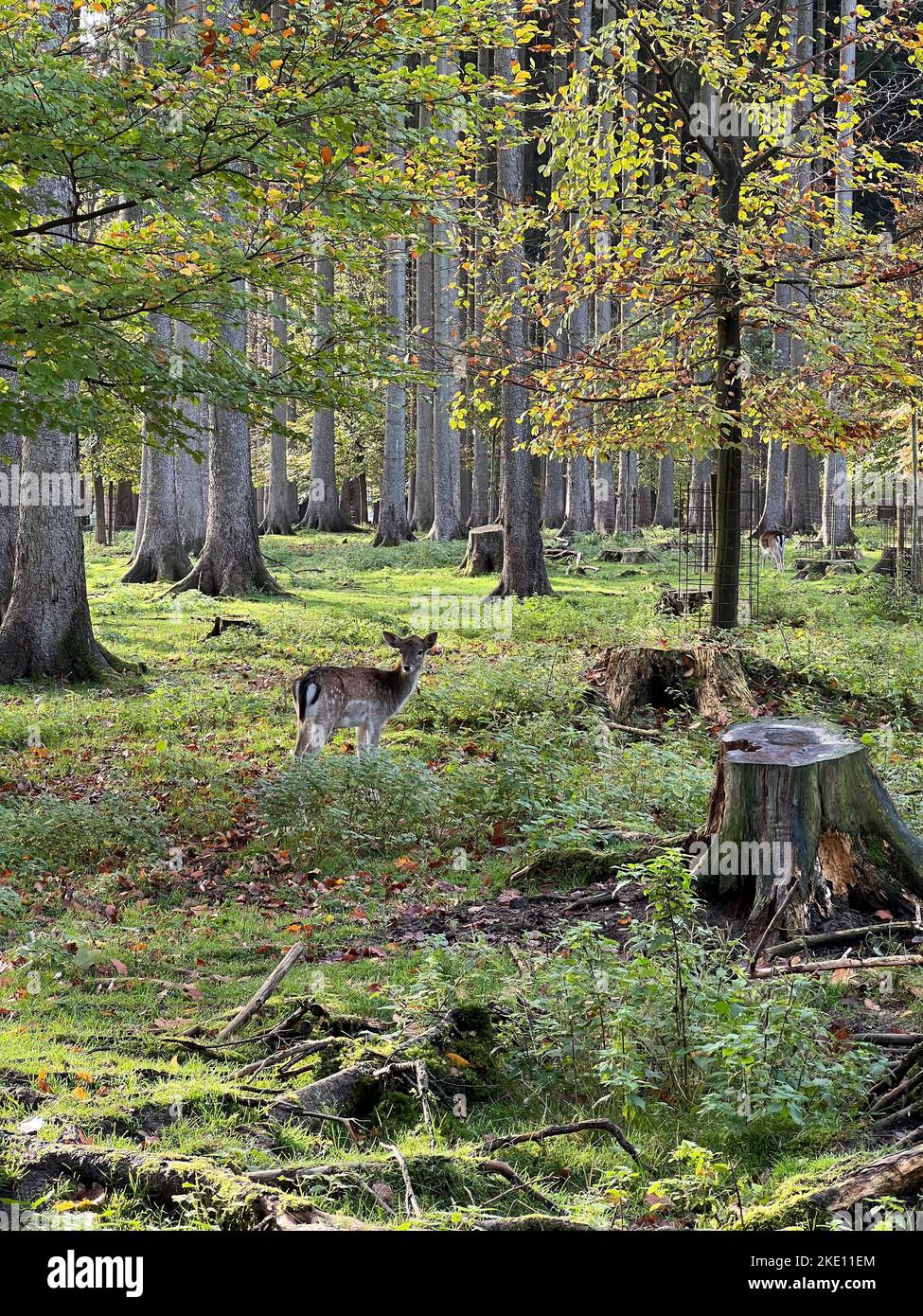 A vertical shot of a cute deer in a forest surrounded by tall wooden ...