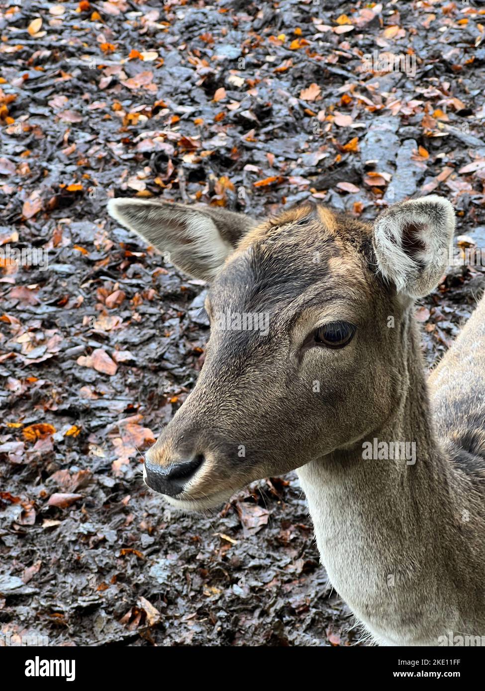 Long neck of deer hi-res stock photography and images - Alamy