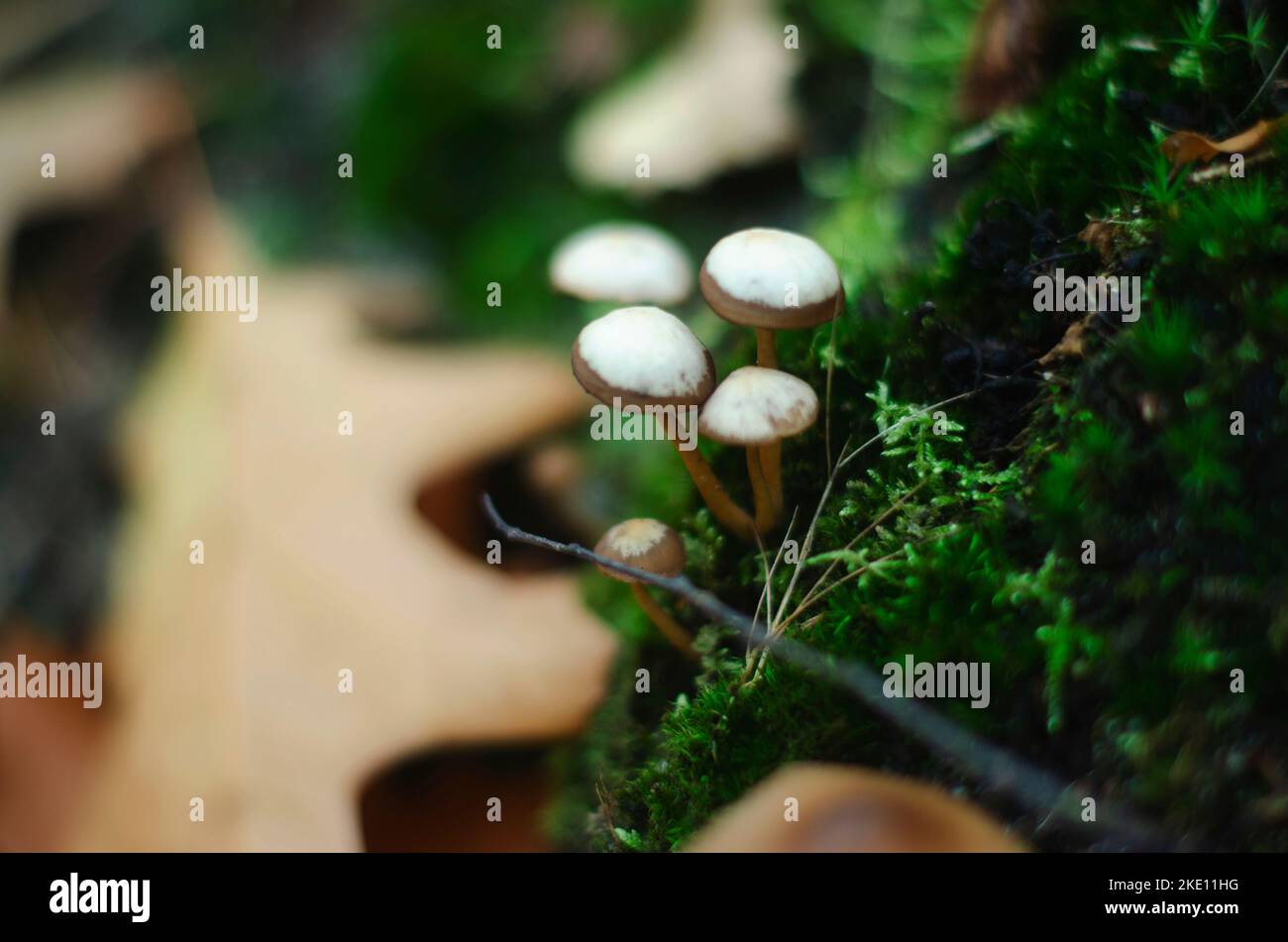 Mushrooms in the forest Stock Photo - Alamy