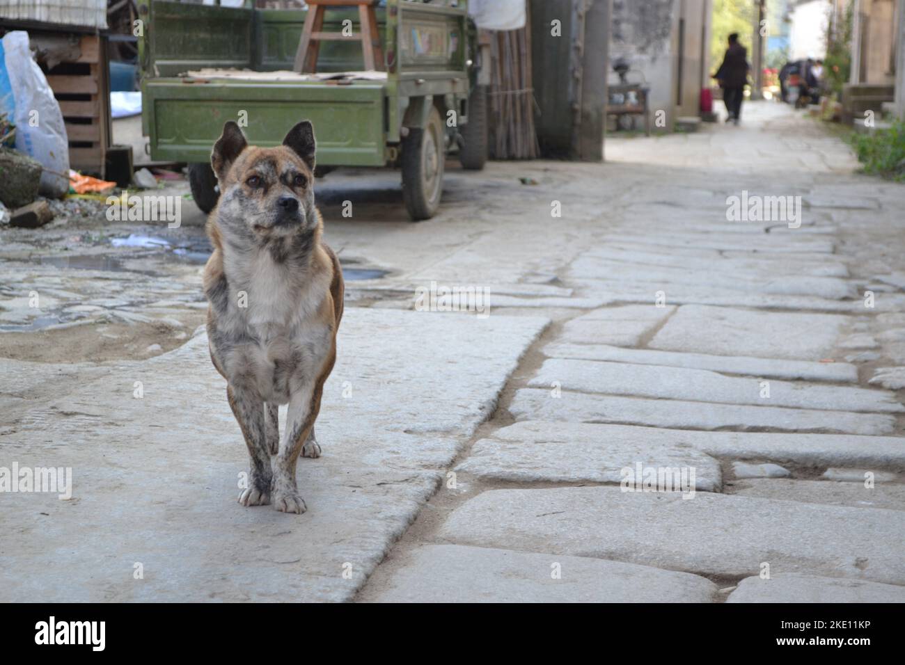 Chou chou dog hi-res stock photography and images - Alamy