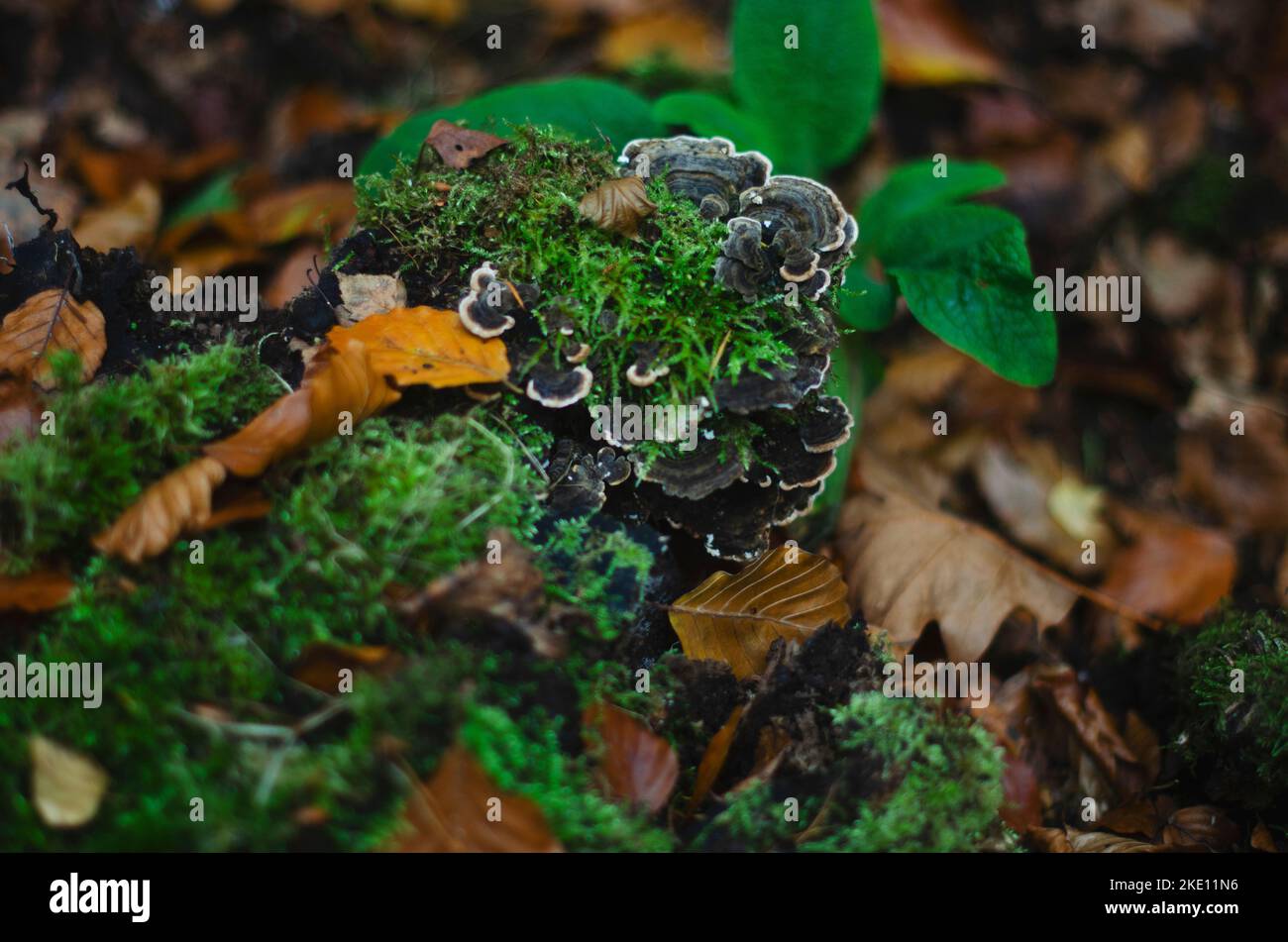 Mycelium fungi hi-res stock photography and images - Alamy