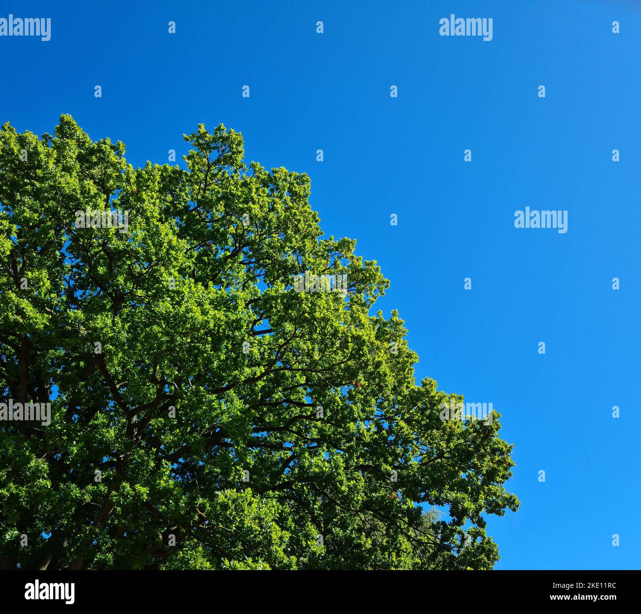 top of a big oak tree in blue sky corner left Stock Photo - Alamy