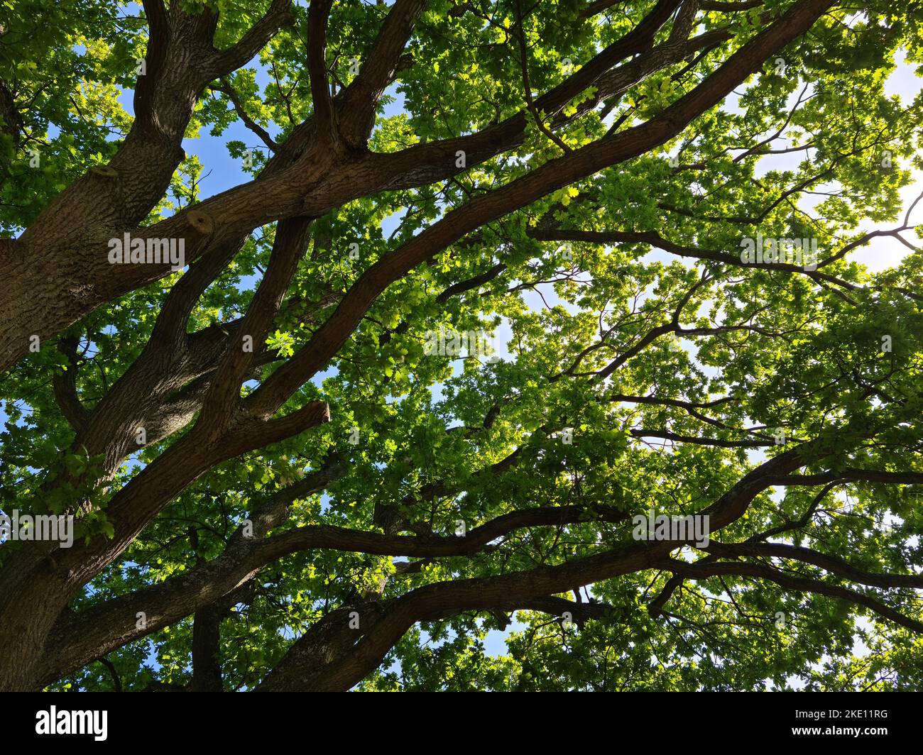 shelter below a big green oak tree Stock Photo - Alamy