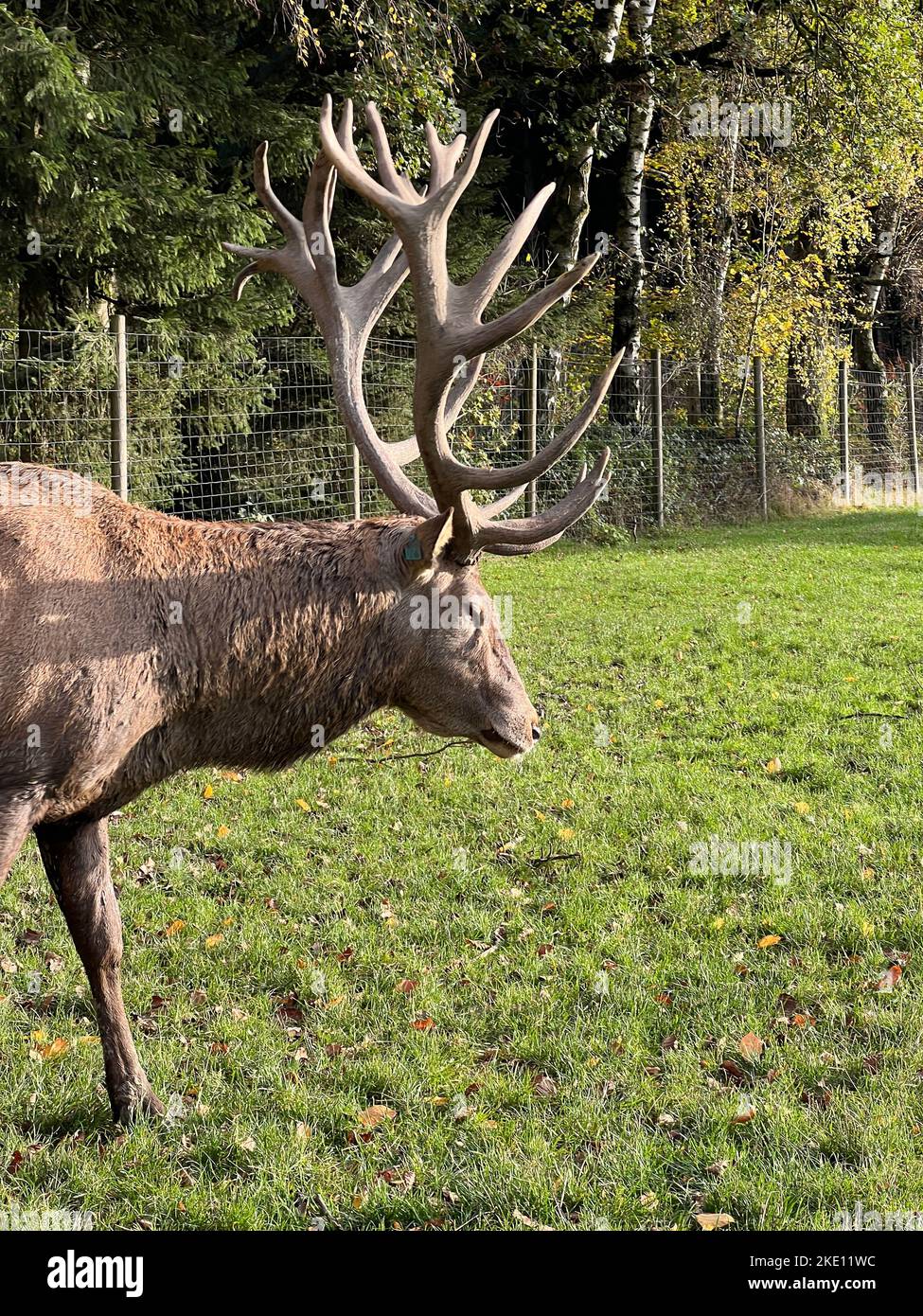A vertical shot of a reindeer with long antlers in a park in sunny ...