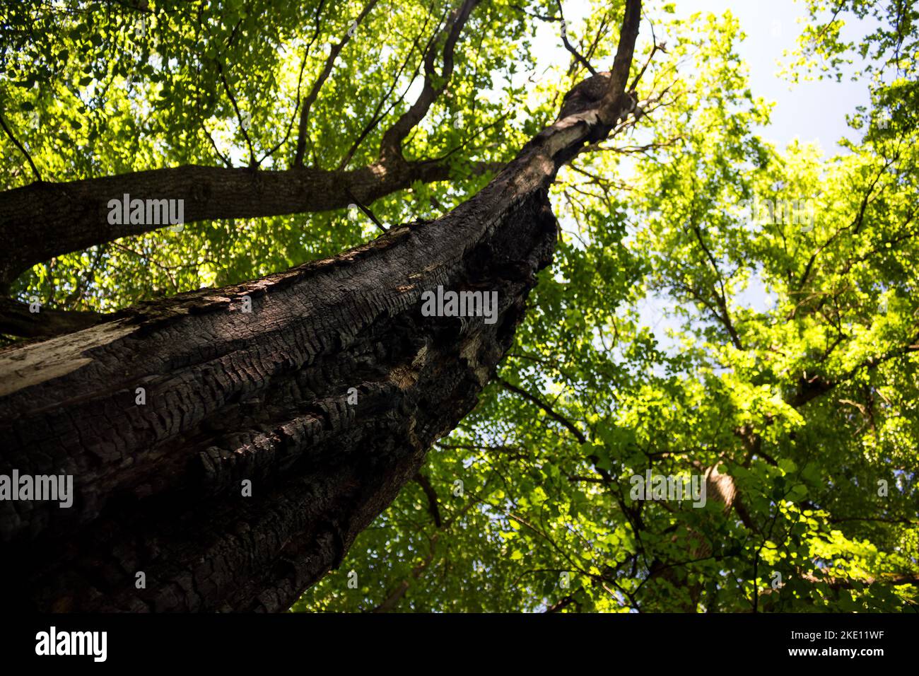 Burnt charred tree growing in the forest, top view Stock Photo - Alamy