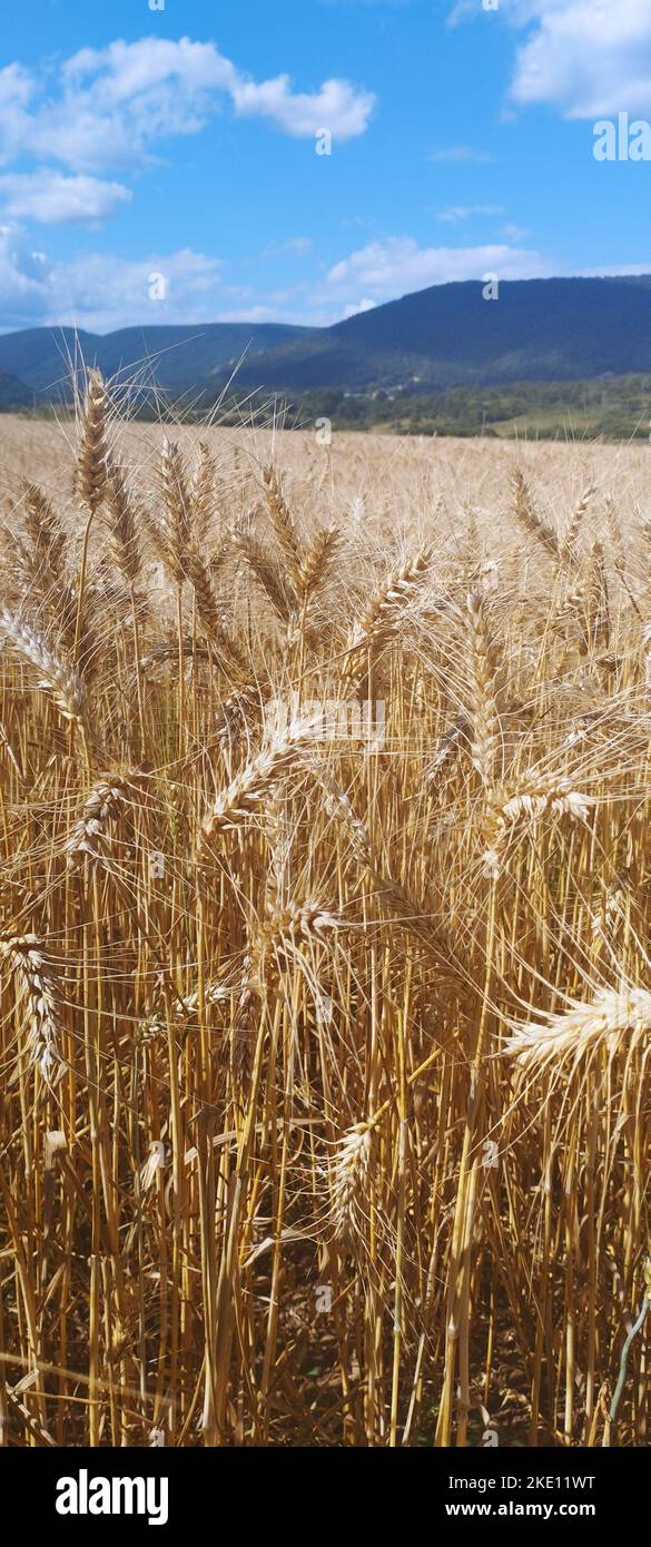 A beautiful shot of agricultural fields with ripe crop Stock Photo - Alamy