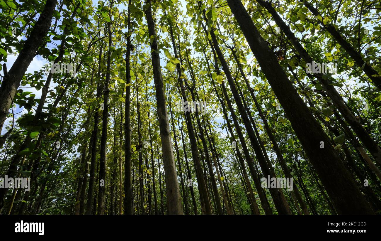 Teak wood trees hi-res stock photography and images - Alamy