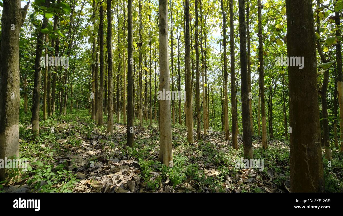 Teak wood trees hi-res stock photography and images - Alamy