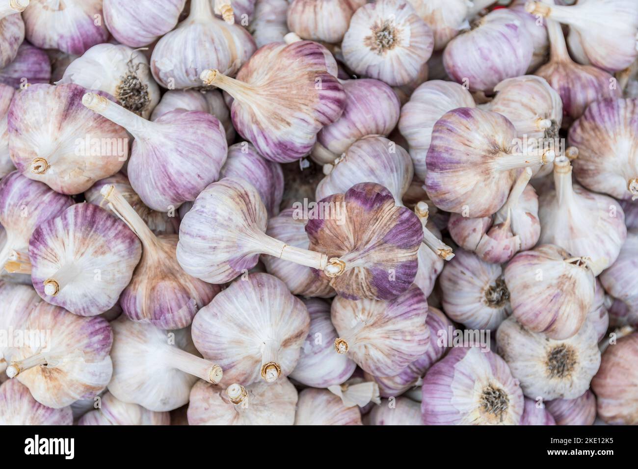Bunch of fresh ripe cloves of garlic lie on counter. Autumn ...