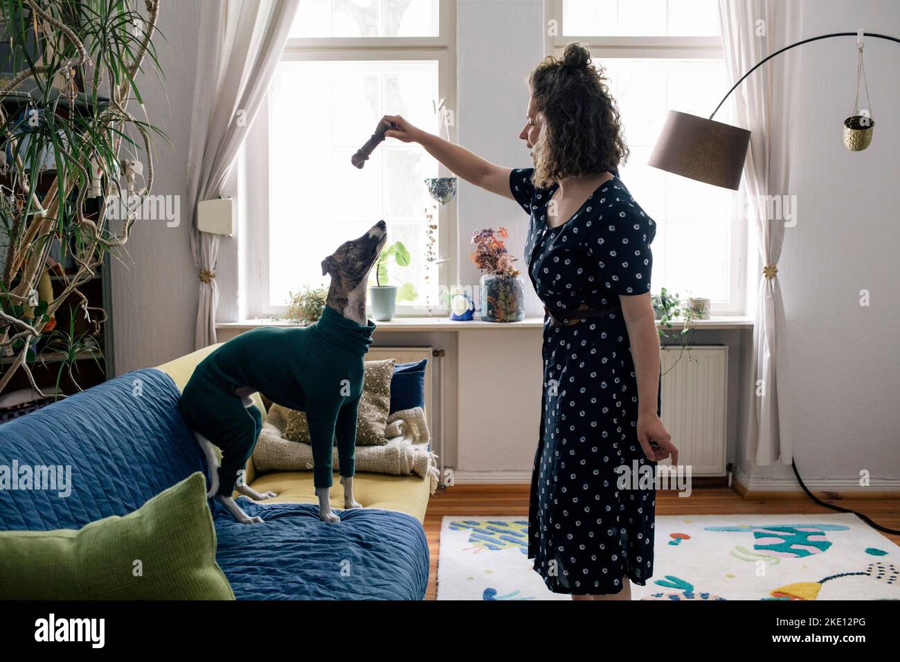 Side view of woman giving obedience training to dog standing on sofa at ...