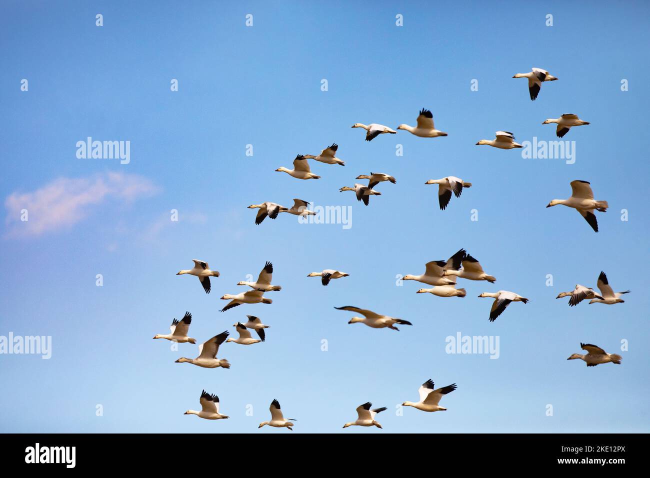 Snow geese flock in flight begins to form V shaped formation in blue ...