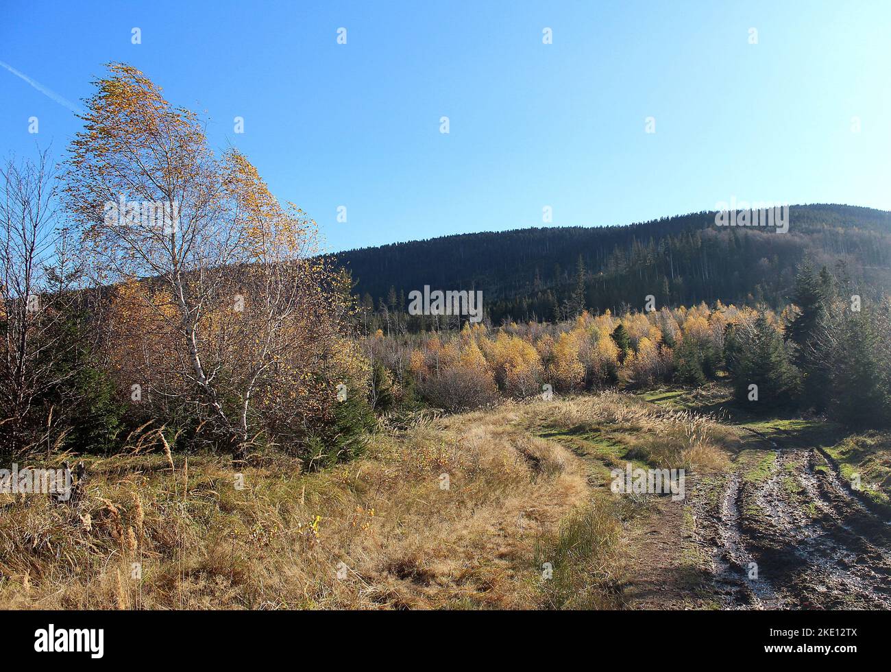 A beautiful view of a hill covered in trees with a blue sky background ...