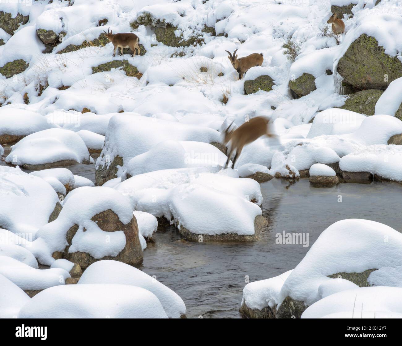Group mountain goats hi-res stock photography and images - Alamy
