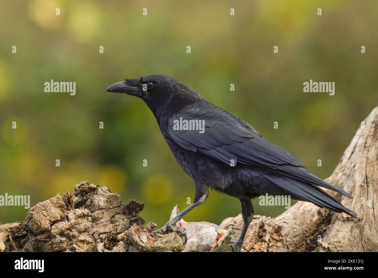 closeup of a carrion crow Stock Photo - Alamy