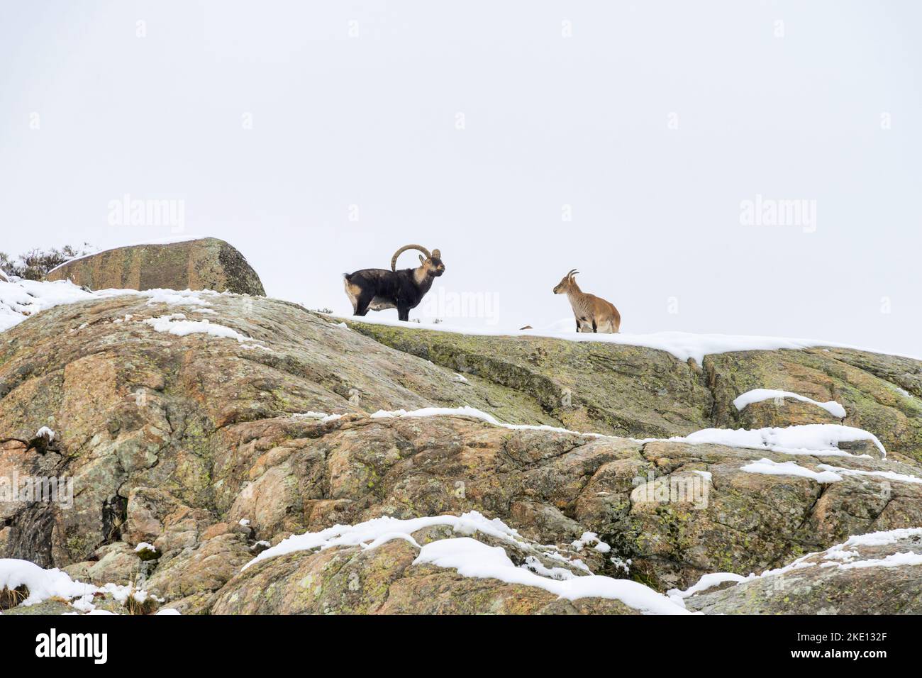 Goat creek hi-res stock photography and images - Alamy