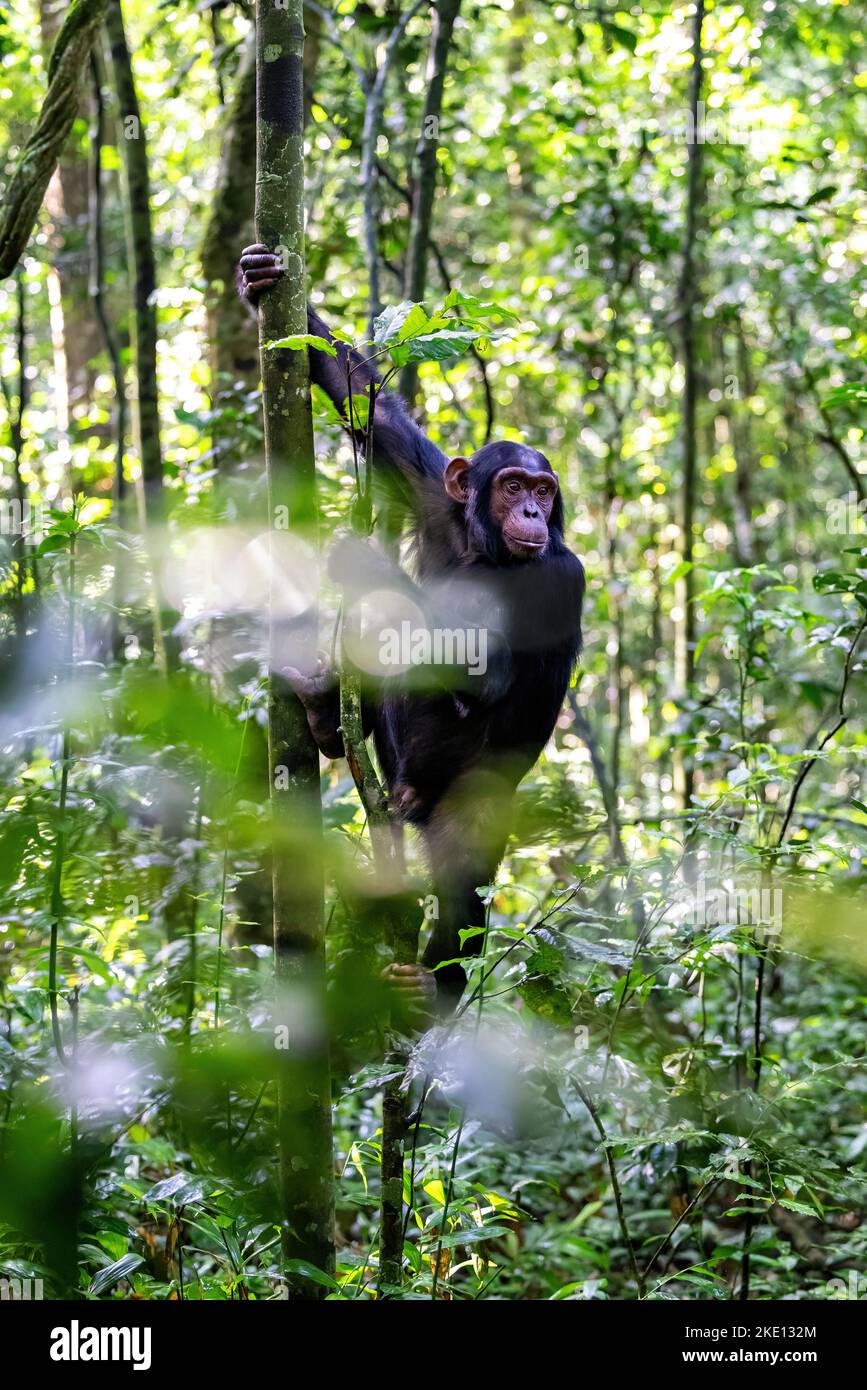 Chimpanzee climbing hi-res stock photography and images - Alamy