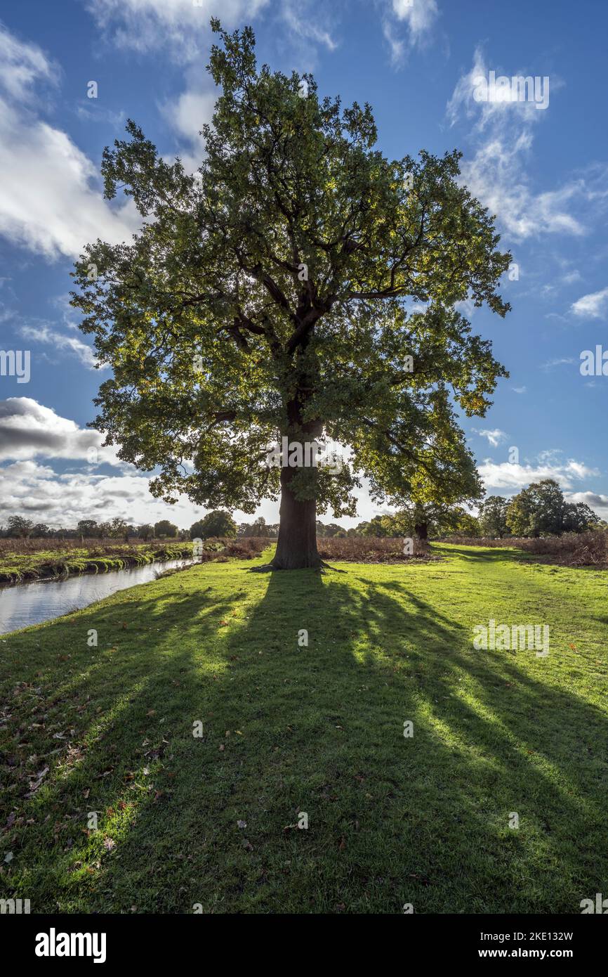 Under the shadow of the giant Oak tree Stock Photo - Alamy