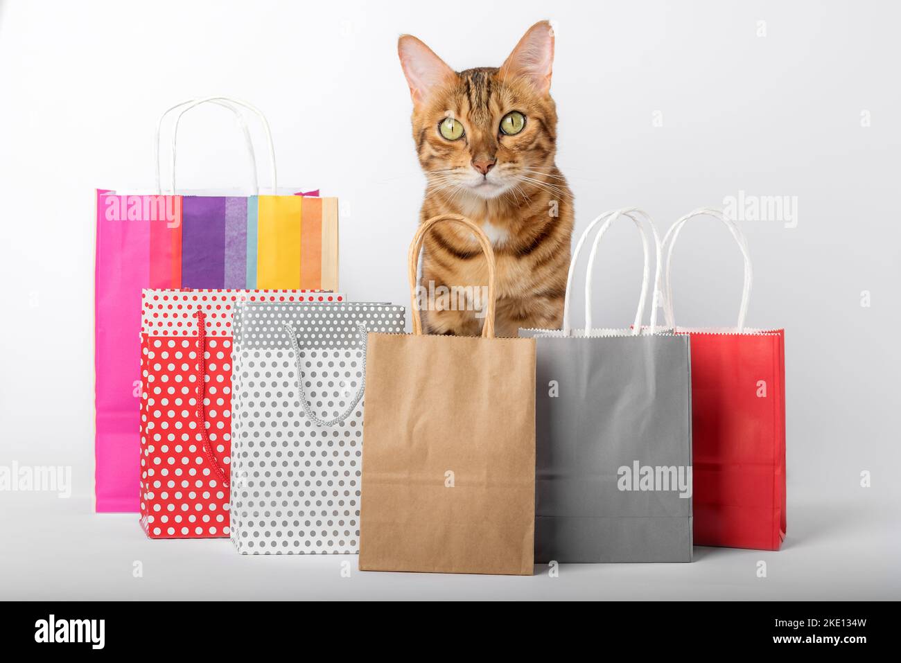 Domestic cat among colorful bags isolated on white background Stock ...