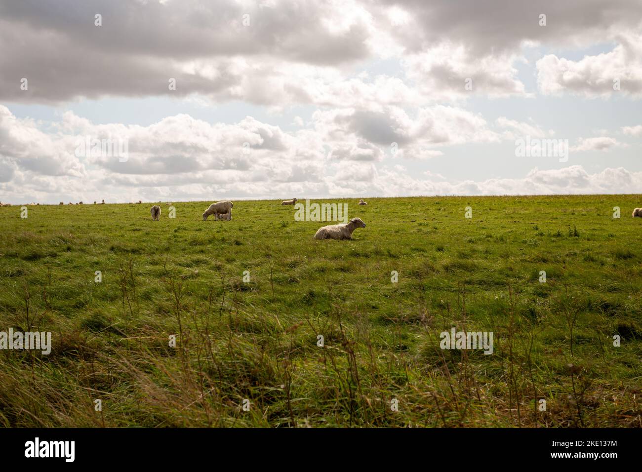 A wide green meadows with a cloudy blue sky Stock Photo - Alamy