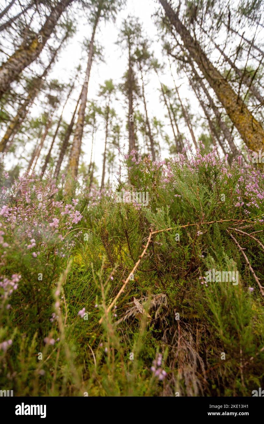 A vertical low angle shot of tall trees in a forest Stock Photo - Alamy