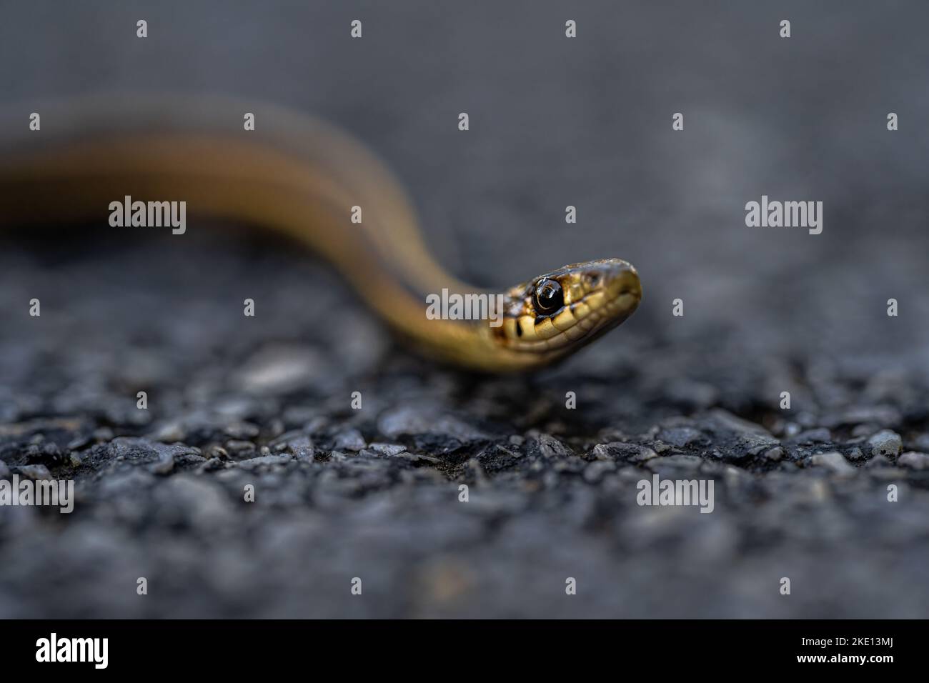 Valley Garter Snake (Thamnophis sirtalis fitchi Stock Photo - Alamy
