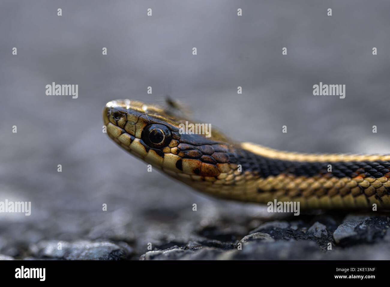 Valley Garter Snake (Thamnophis sirtalis fitchi Stock Photo - Alamy