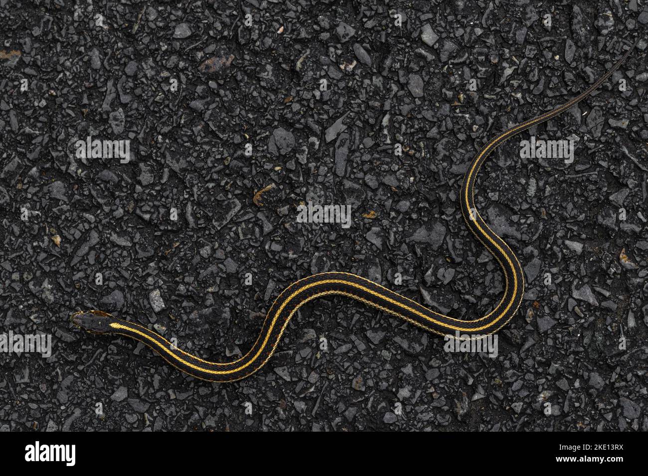 Valley Garter Snake (Thamnophis sirtalis fitchi Stock Photo - Alamy