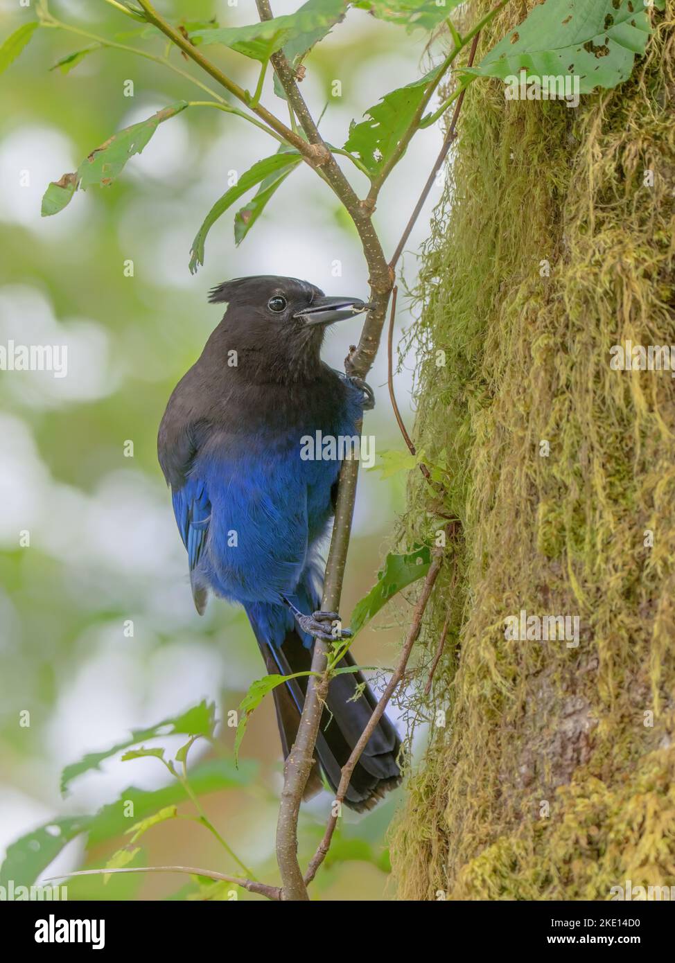 A closeup shot of a Steller's jay bird perched on a tree branch in the ...
