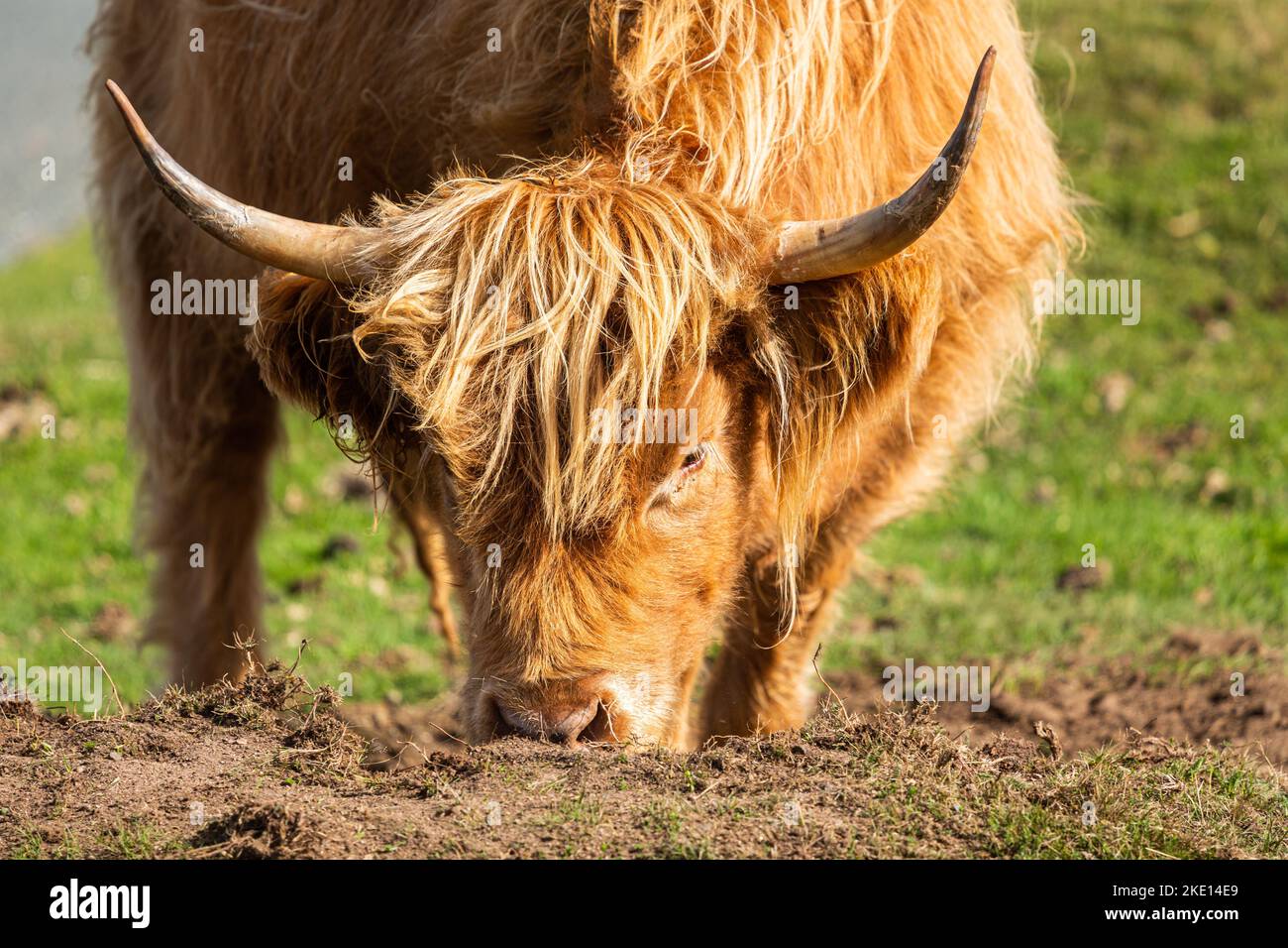 A closeup shot of a brown bull grazing in the mountains Stock Photo - Alamy