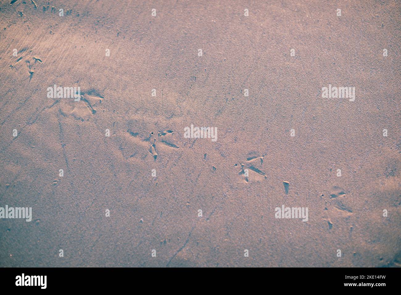 Bird footprints in the sand Stock Photo - Alamy