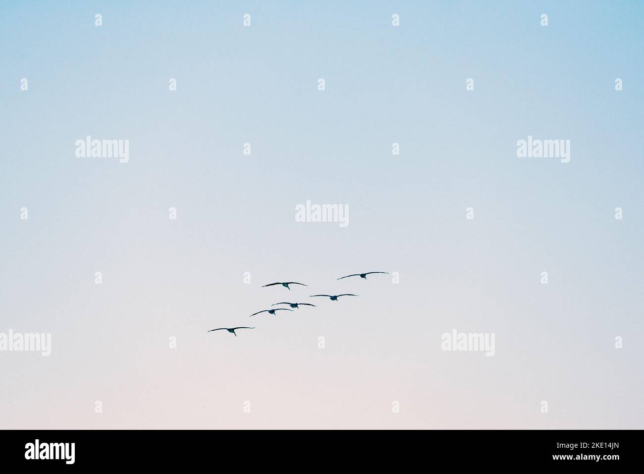 Birds fly through the morning sky Stock Photo - Alamy