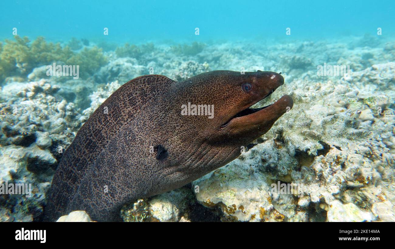 They generally feed on crustaceans The Giant Moray Eel is the largest ...