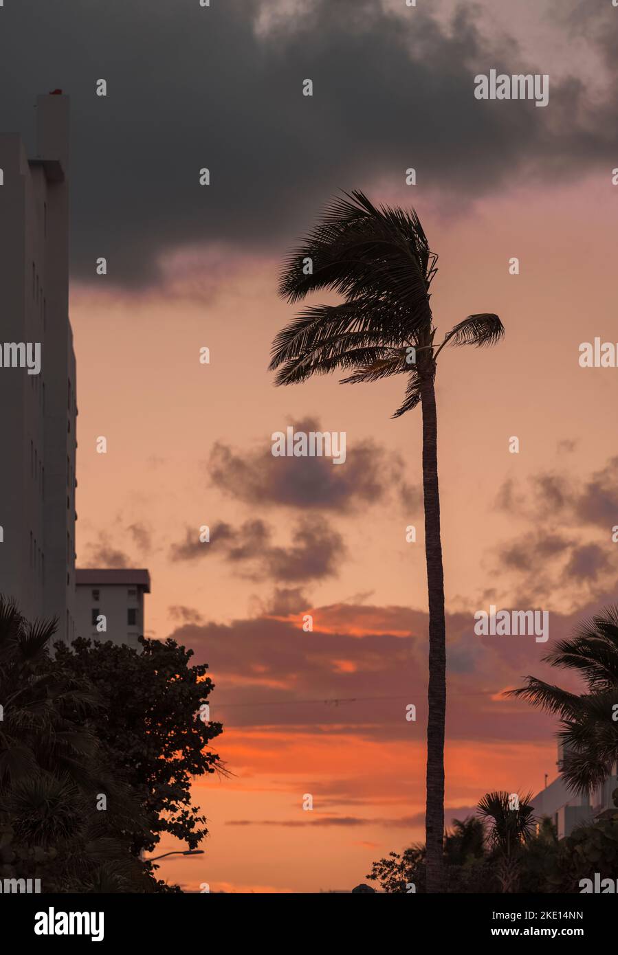 sunset at the beach miami palms street Stock Photo - Alamy