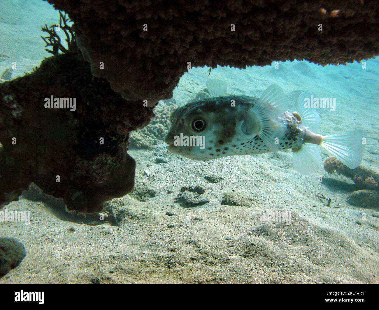 Colorful tropical fish on a coral reef, amazingly beautiful fairy world ...