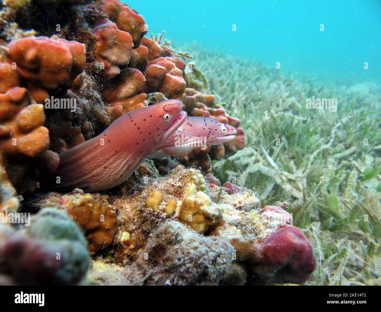 Moray eels. Fishes - a type of bone fish Osteichthyes. Moray eels ...