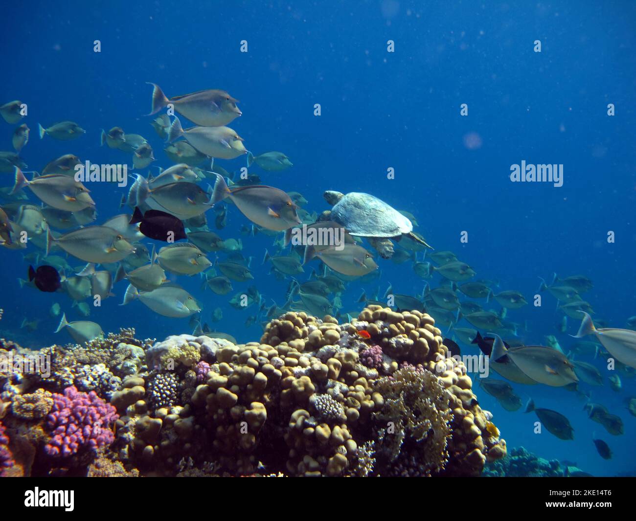 Colorful tropical fish on a coral reef, amazingly beautiful fairy world ...