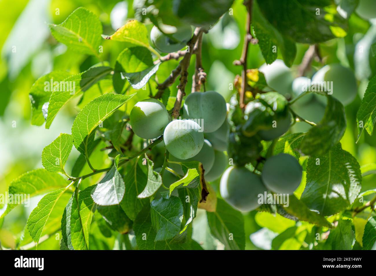 A view of the unripe plums hanging from the tree branch Stock Photo - Alamy