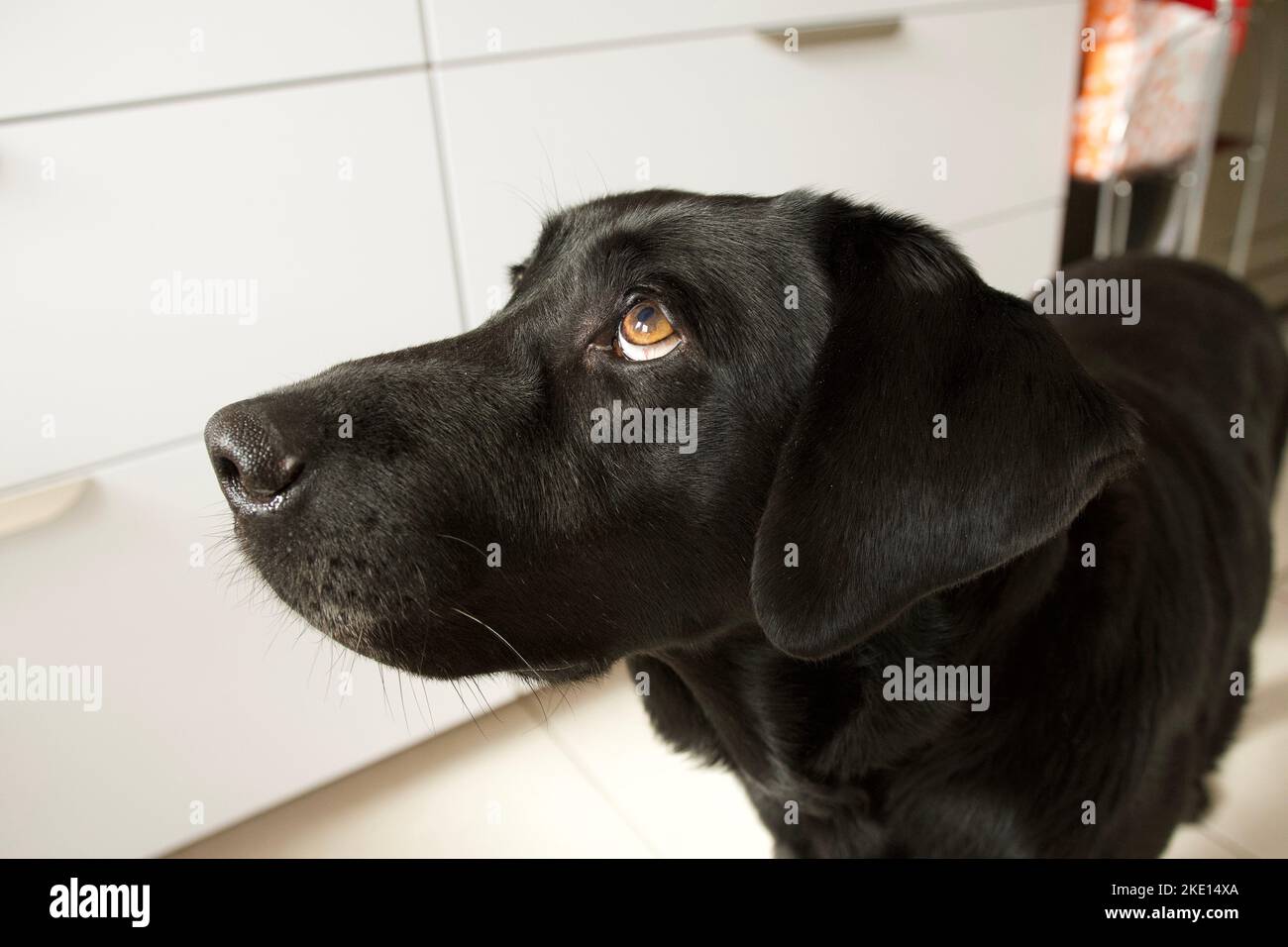 pretty black labrador dog head looking up in a kitchen Stock Photo - Alamy