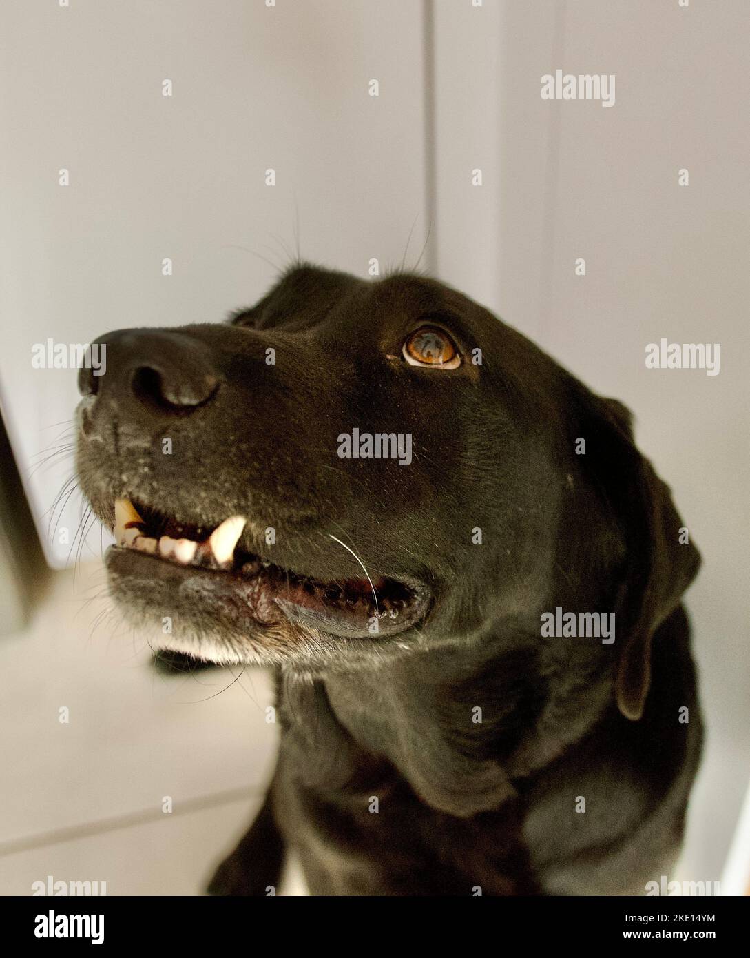 pretty black labrador dog head looking up and showing its teeth in a ...
