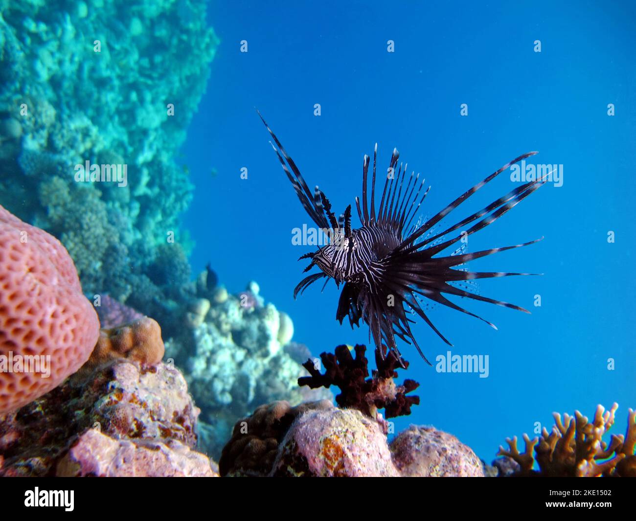 Lion Fish in the Red Sea in clear blue water hunting for food ...