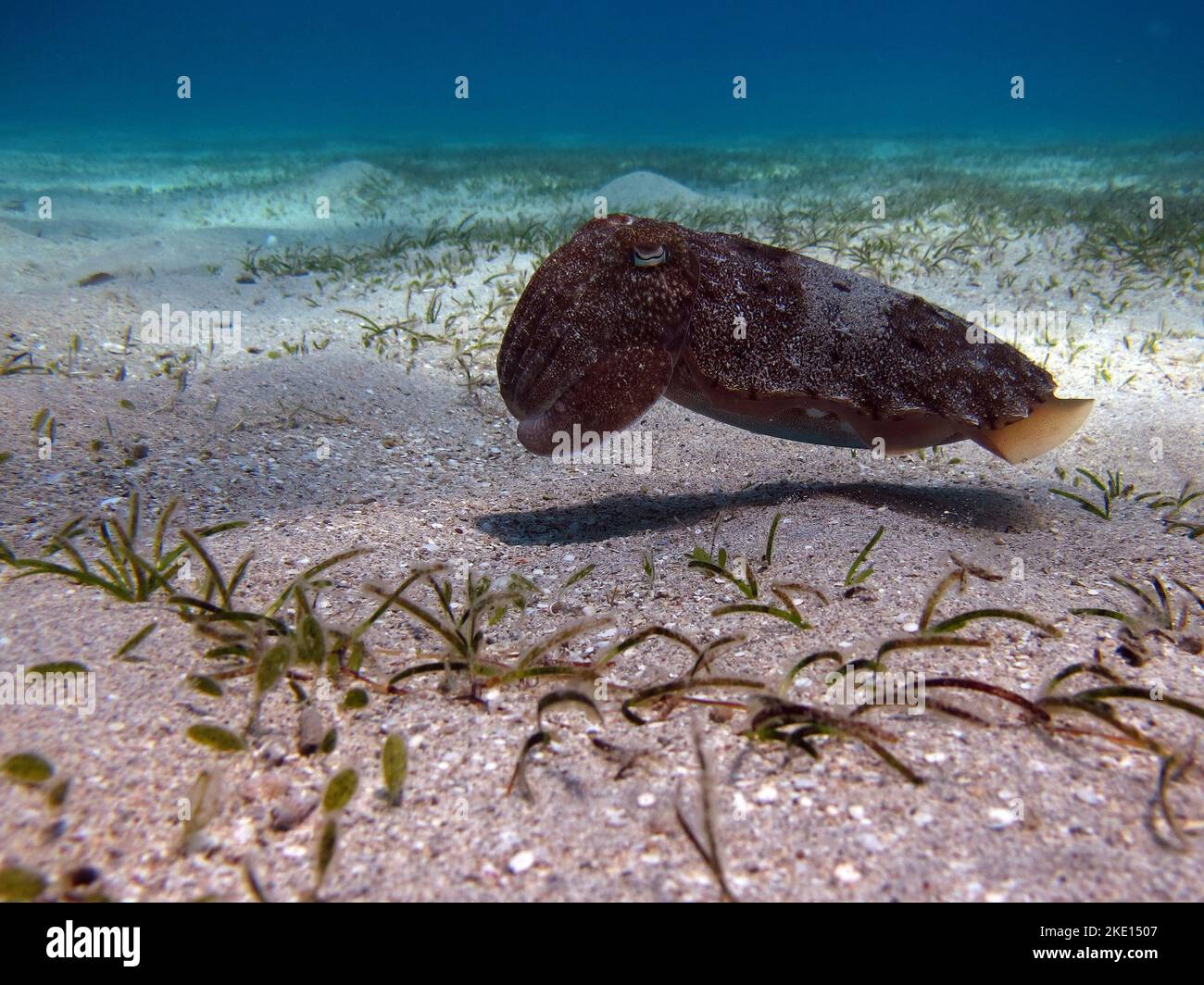 Pharaoh cuttlefish.Pharaoh Cottlefish. Mollusks, type of Mollusk. Head ...