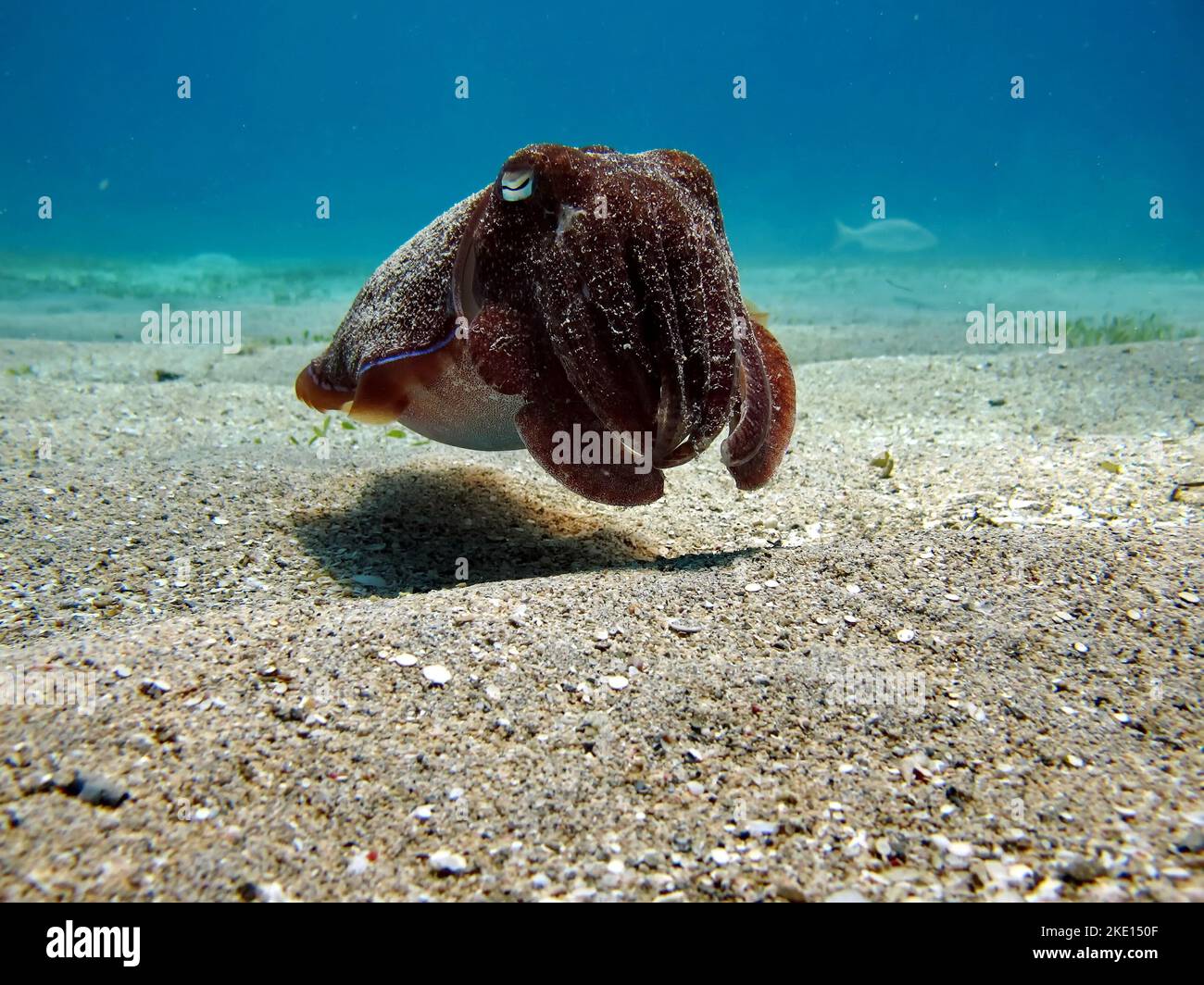 Pharaoh cuttlefish.Pharaoh Cottlefish. Mollusks, type of Mollusk. Head ...