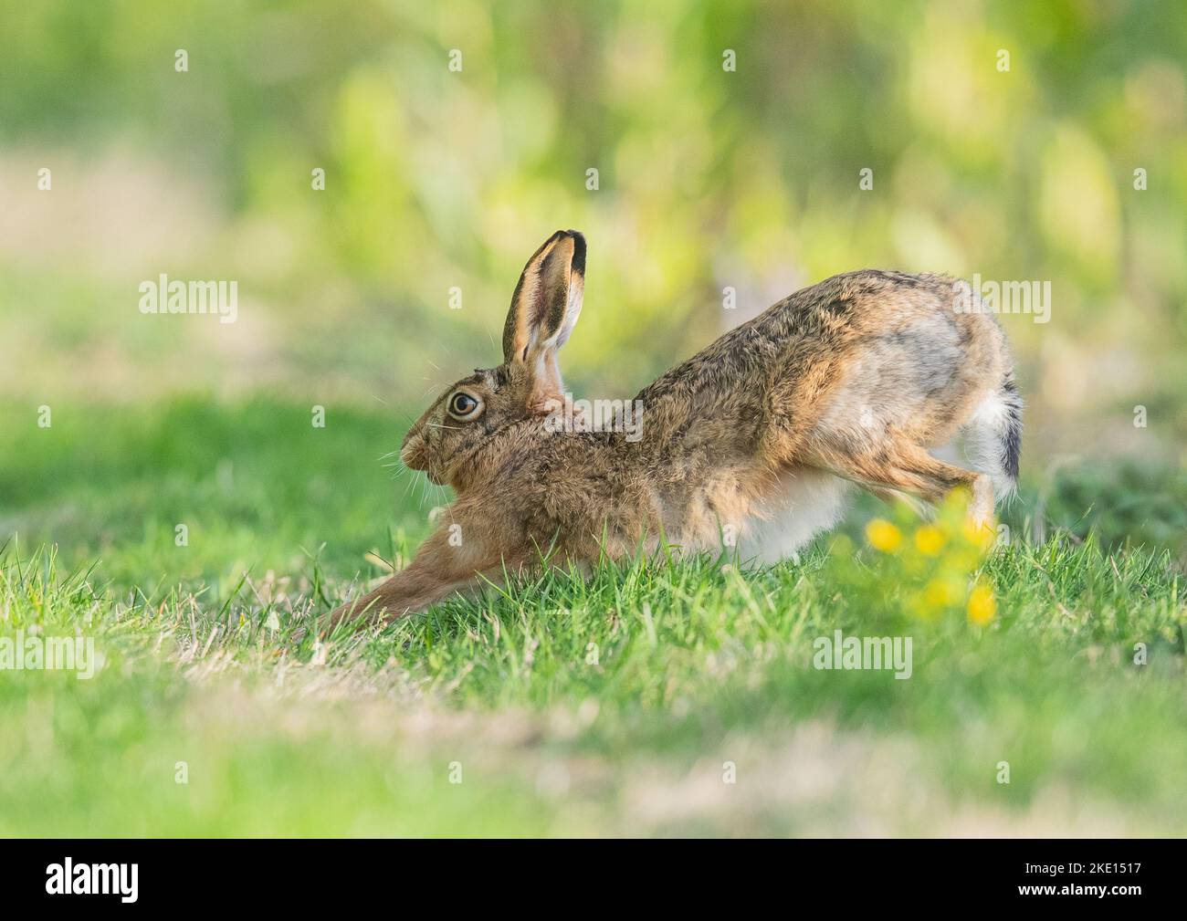 A Brown Hare( Lepus europaeus ) having a good stretch in the farmers ...