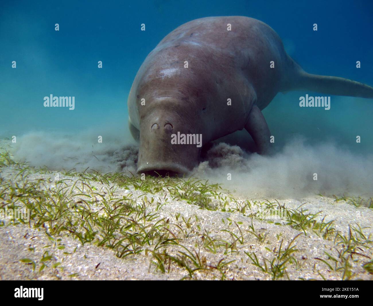Baby dugong hi-res stock photography and images - Alamy