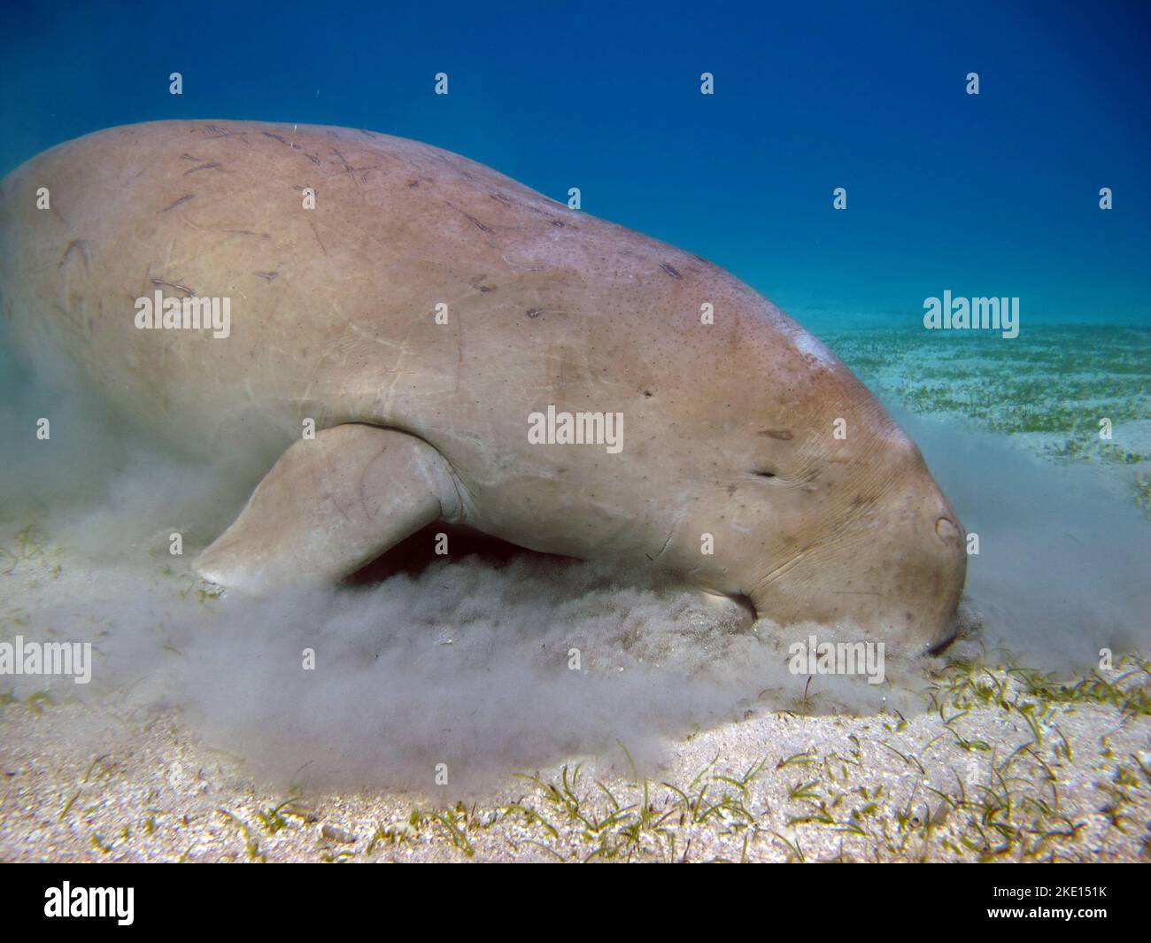 Dugong. Baby dugong from the bay of Mars Mubarak Dugongo. Sea Cow in ...